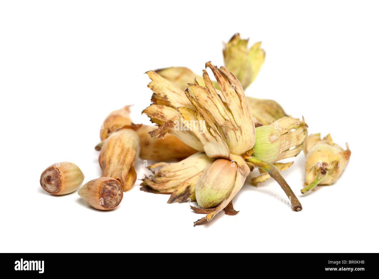 A selection of hazelnuts - variety Kent Cob - on a white background ...