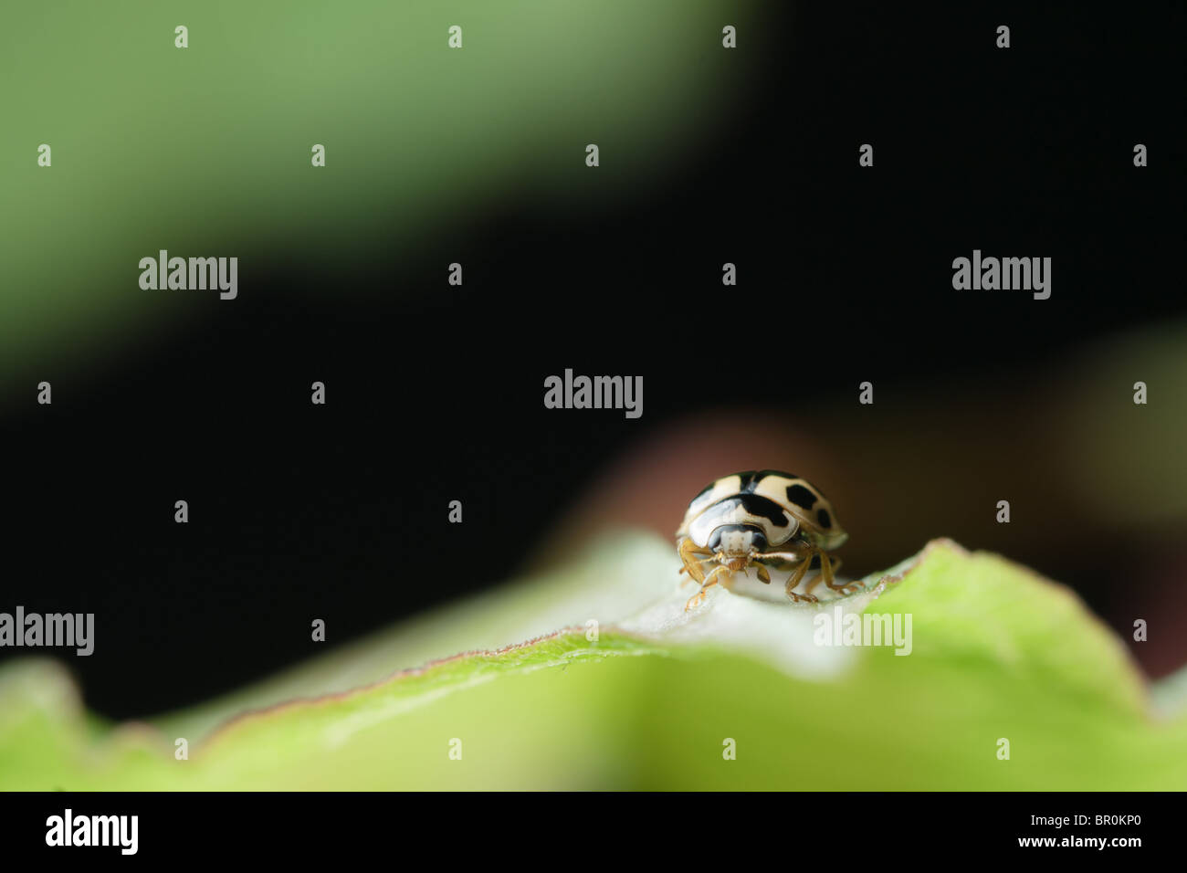 Fourteen spotted ladybug hi-res stock photography and images - Alamy