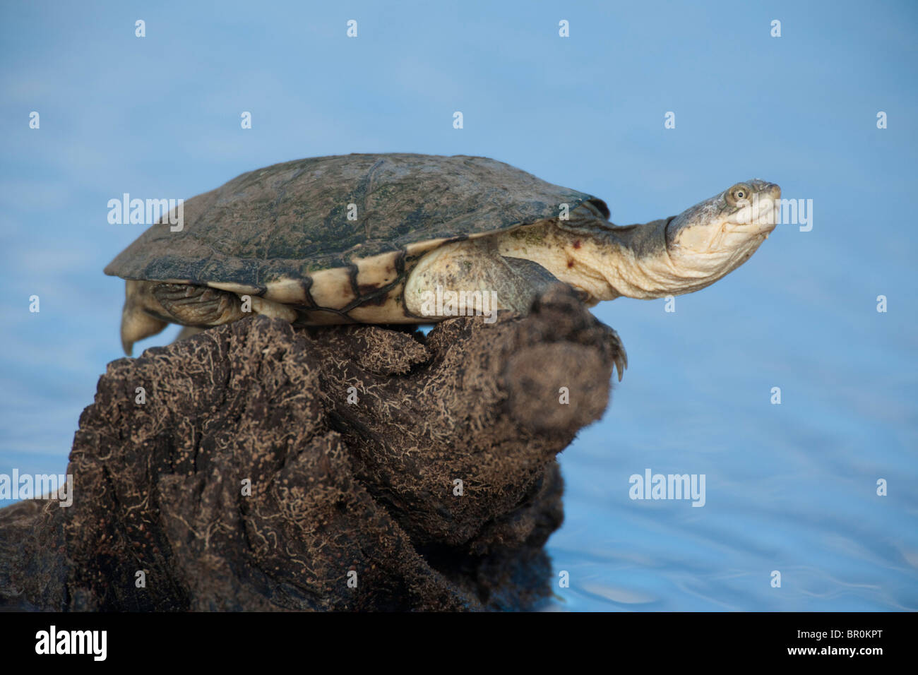 Helmeted marsh terrapin hi-res stock photography and images - Alamy