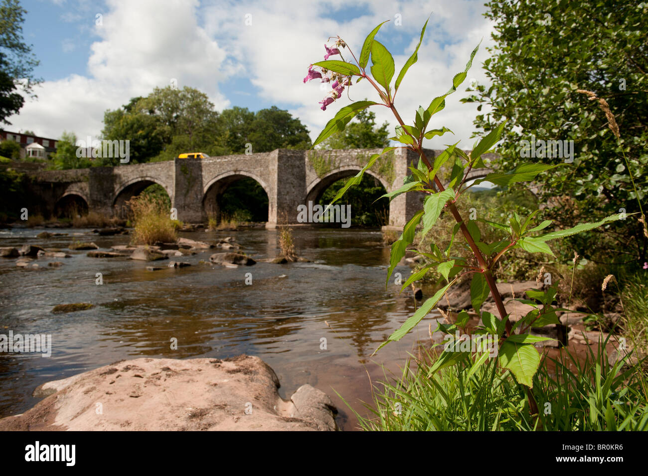 Himalayan Balsam plant growing by Old bridge over the River Usk at ...