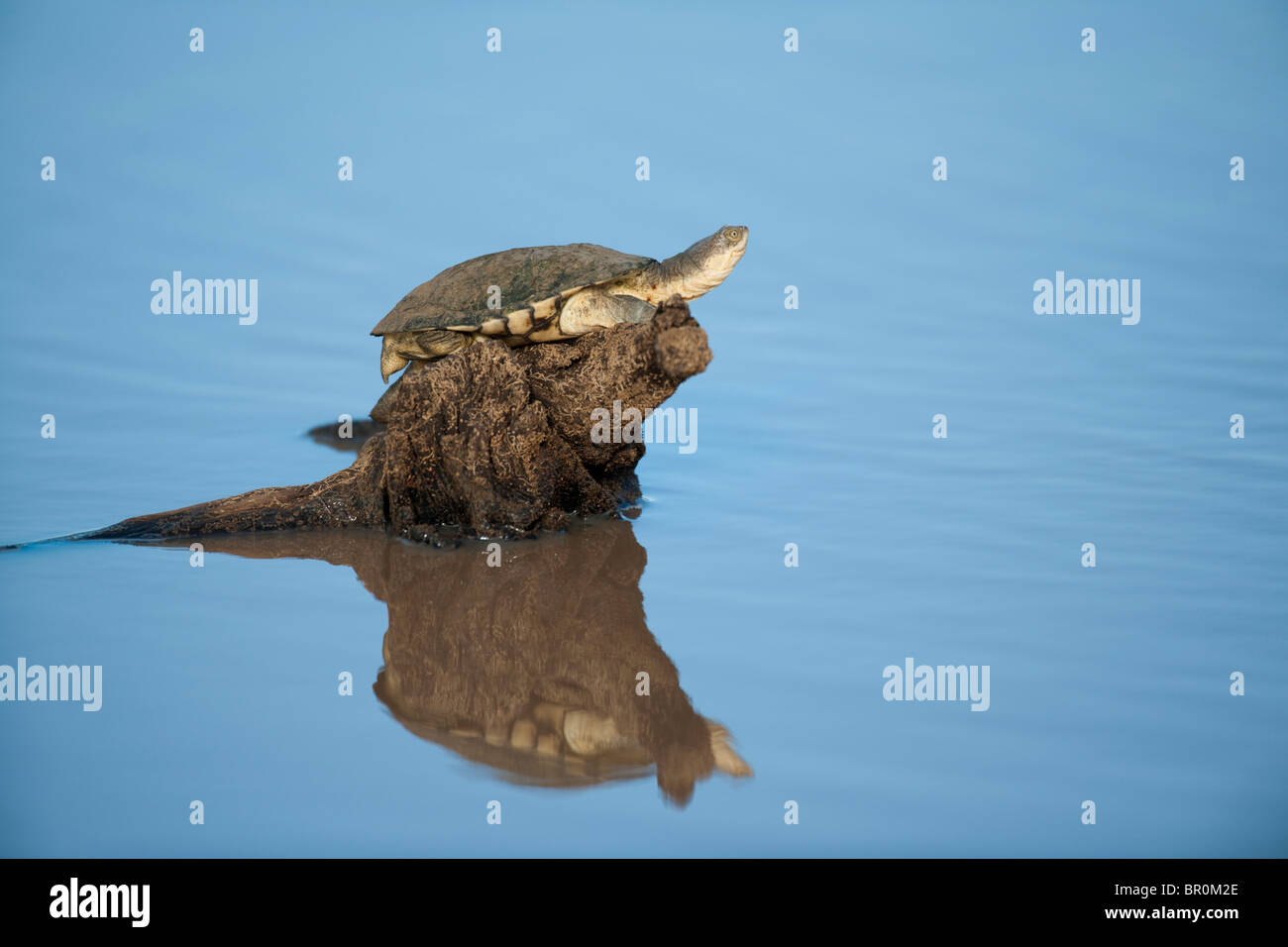 Marsh terrapin lying on a rock in the water(Pelomedusa subrufa ...