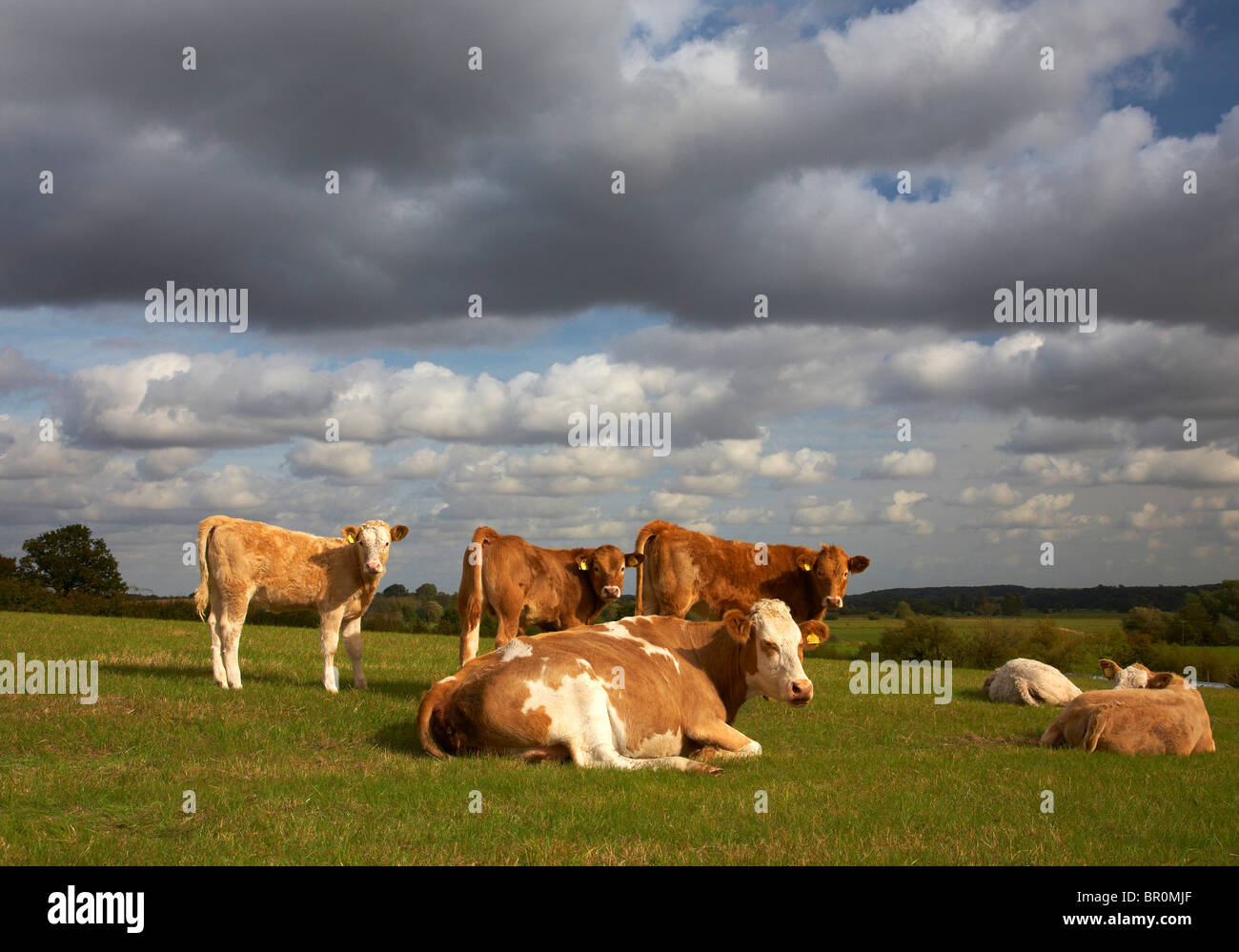 Suckler beef cattle grazing hi-res stock photography and images - Alamy