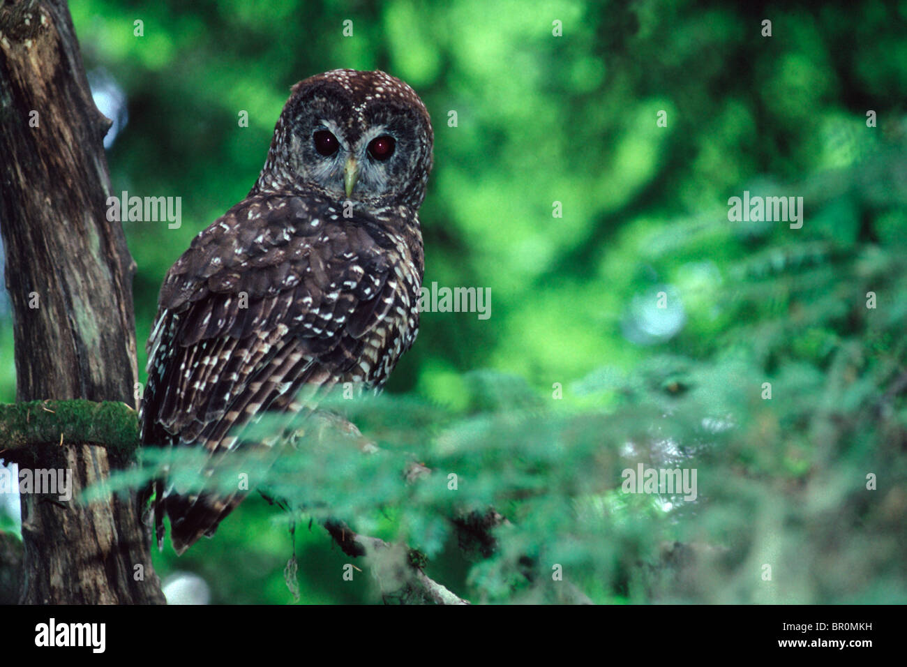 A Northern Spotted Owl in a tree in the Olympic National Forest in ...