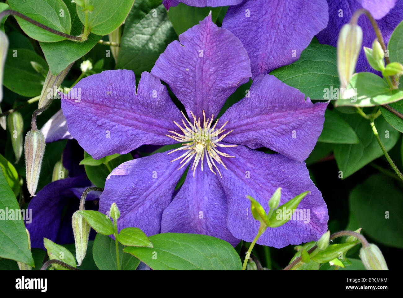 Clematis climbing wall flower hi-res stock photography and images - Alamy