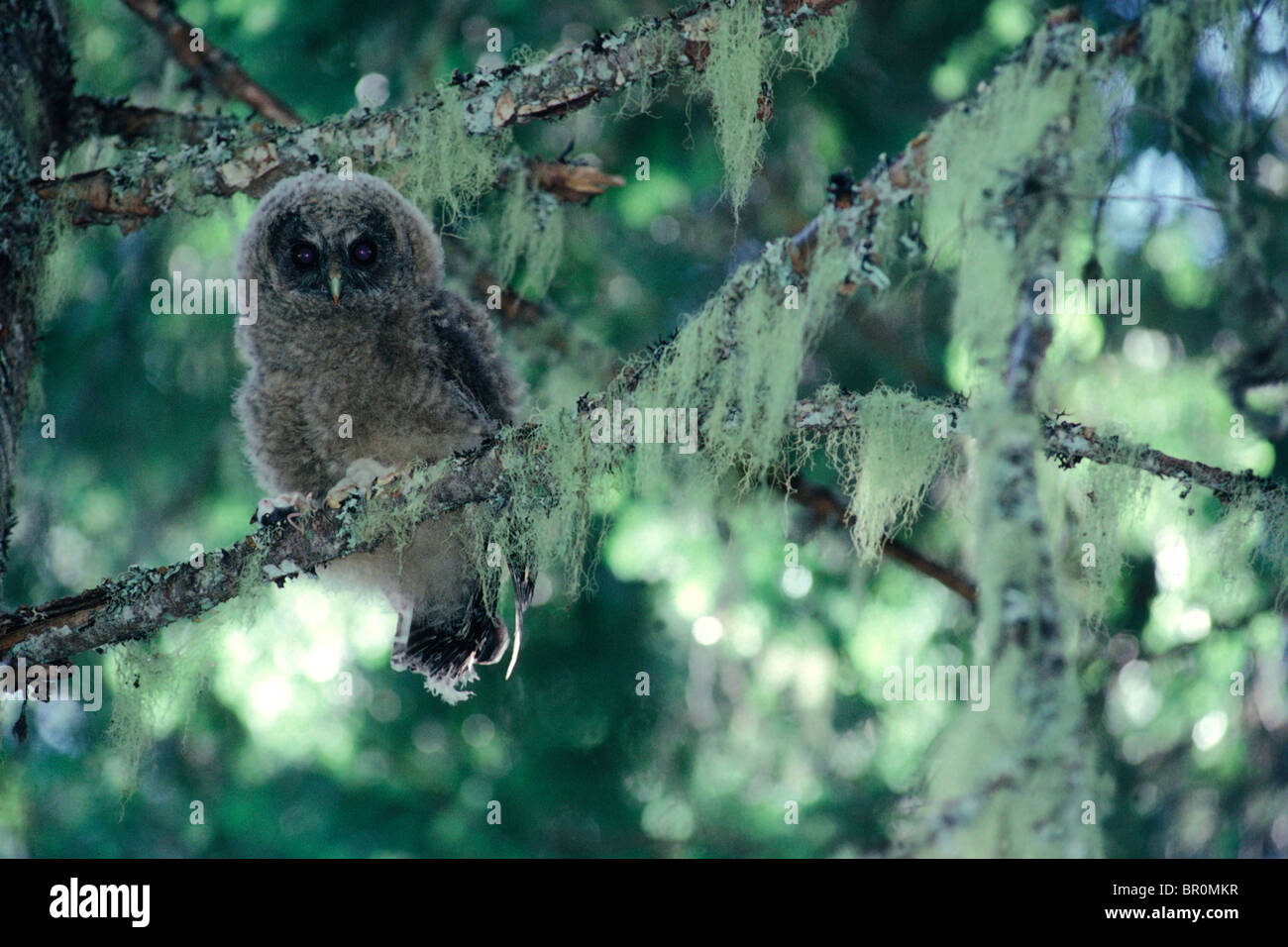 A fledgling Northern Spotted Owl in the Olympic National Forest in ...