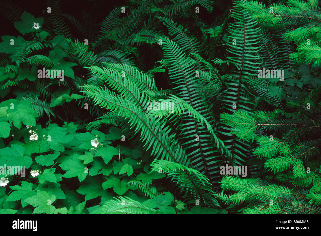 A fern and Bunchberry in an old growth forest in the Mount Hood ...