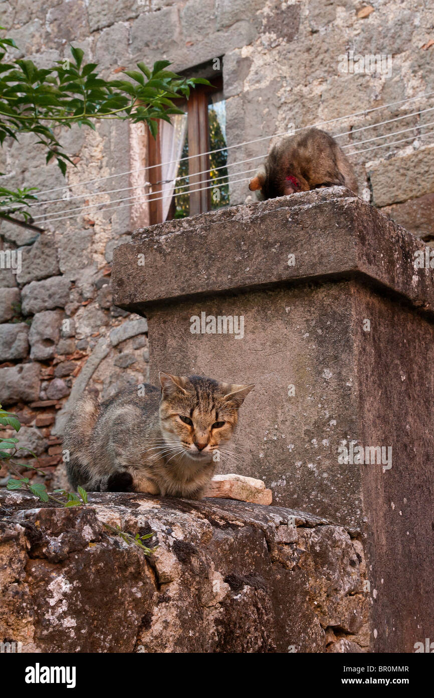 Cats of italy hi-res stock photography and images - Alamy