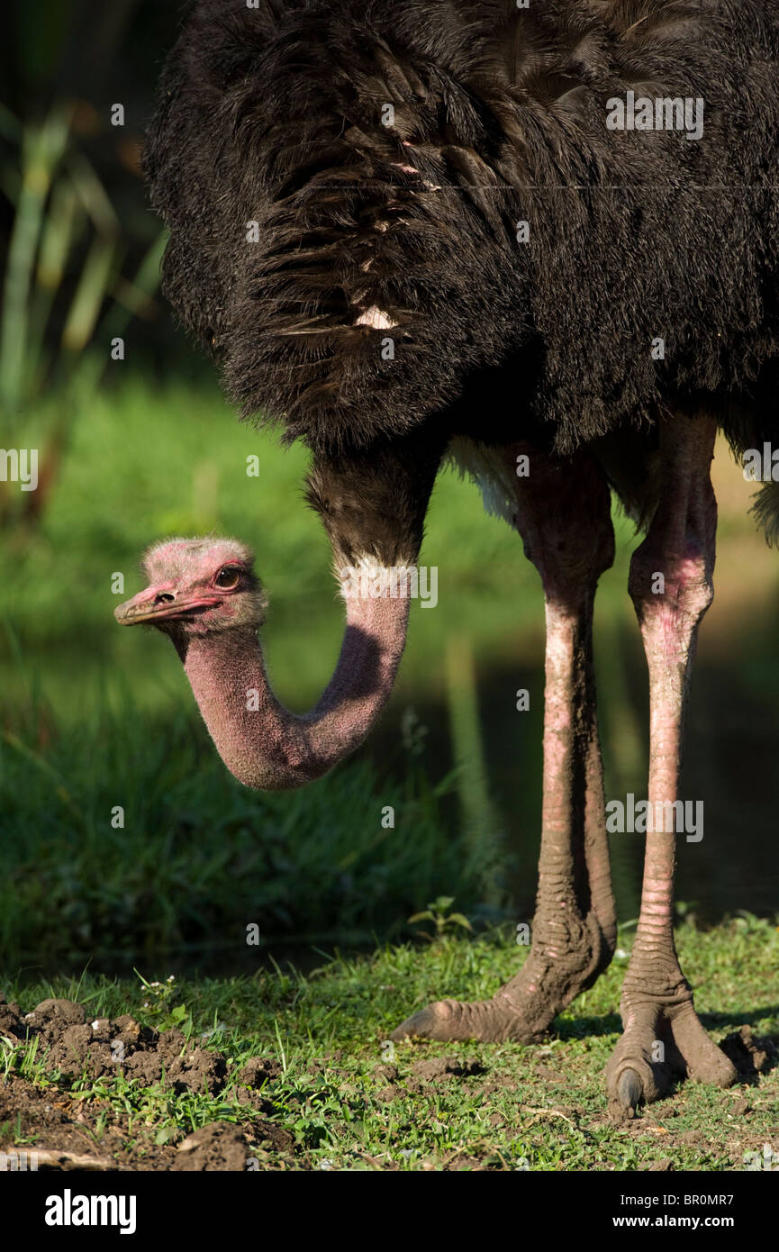 male Common Ostrich (Struthio camelus), Tanzania Stock Photo - Alamy