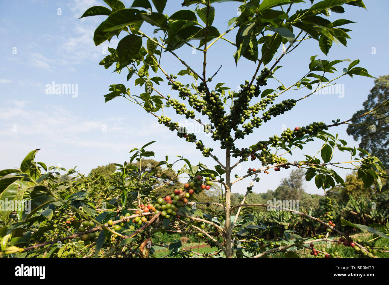 Coffee plantation, Karatu, Tanzania Stock Photo - Alamy