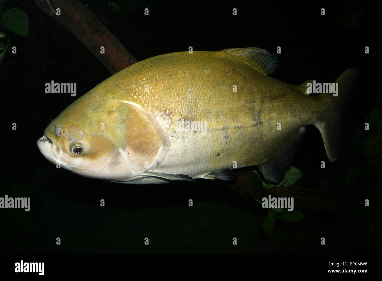 Tambaqui Fish High Resolution Stock Photography and Images - Alamy