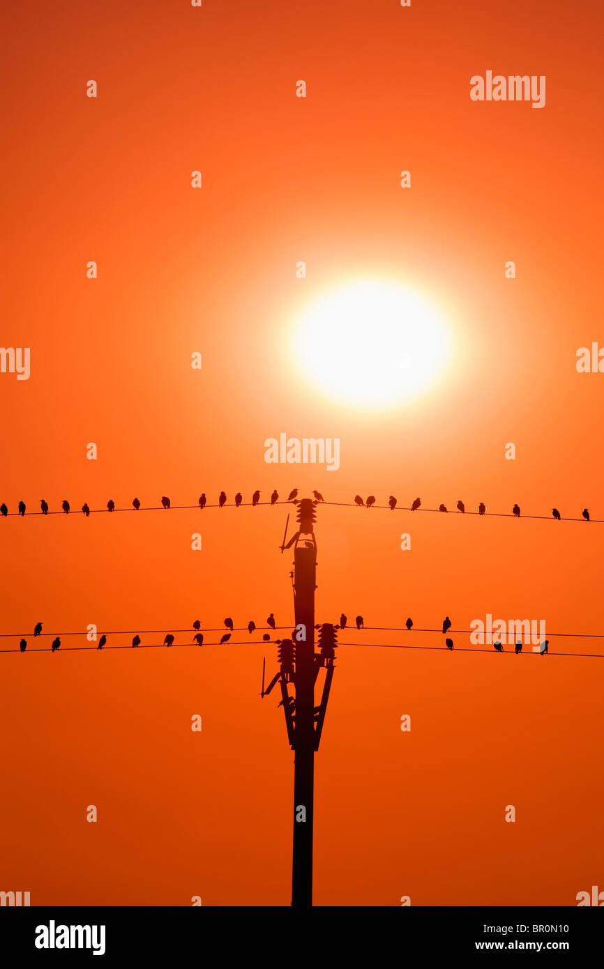 birds sitting on wires in sunset Stock Photo - Alamy