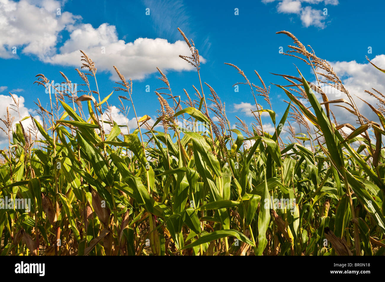 Maize Corn Field France High Resolution Stock Photography and Images ...