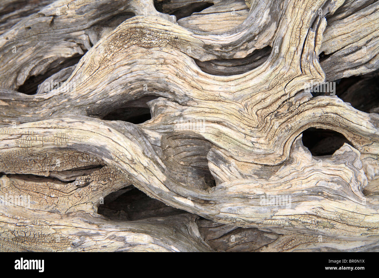 Olive tree, twisted trunk of old tree, Greece Stock Photo: 31363974 - Alamy