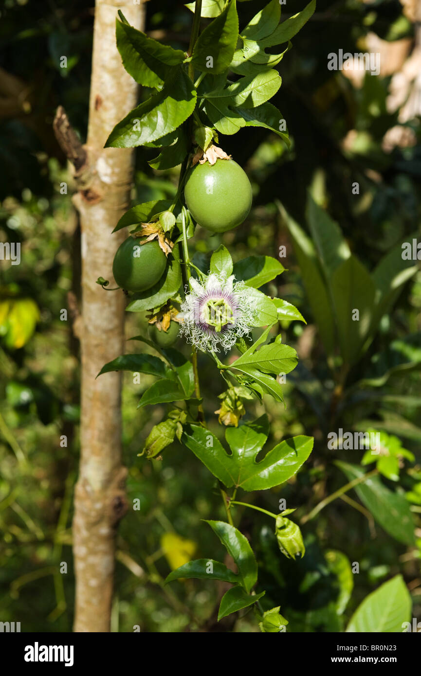 passion fruit, Moshi, Tanzania Stock Photo - Alamy