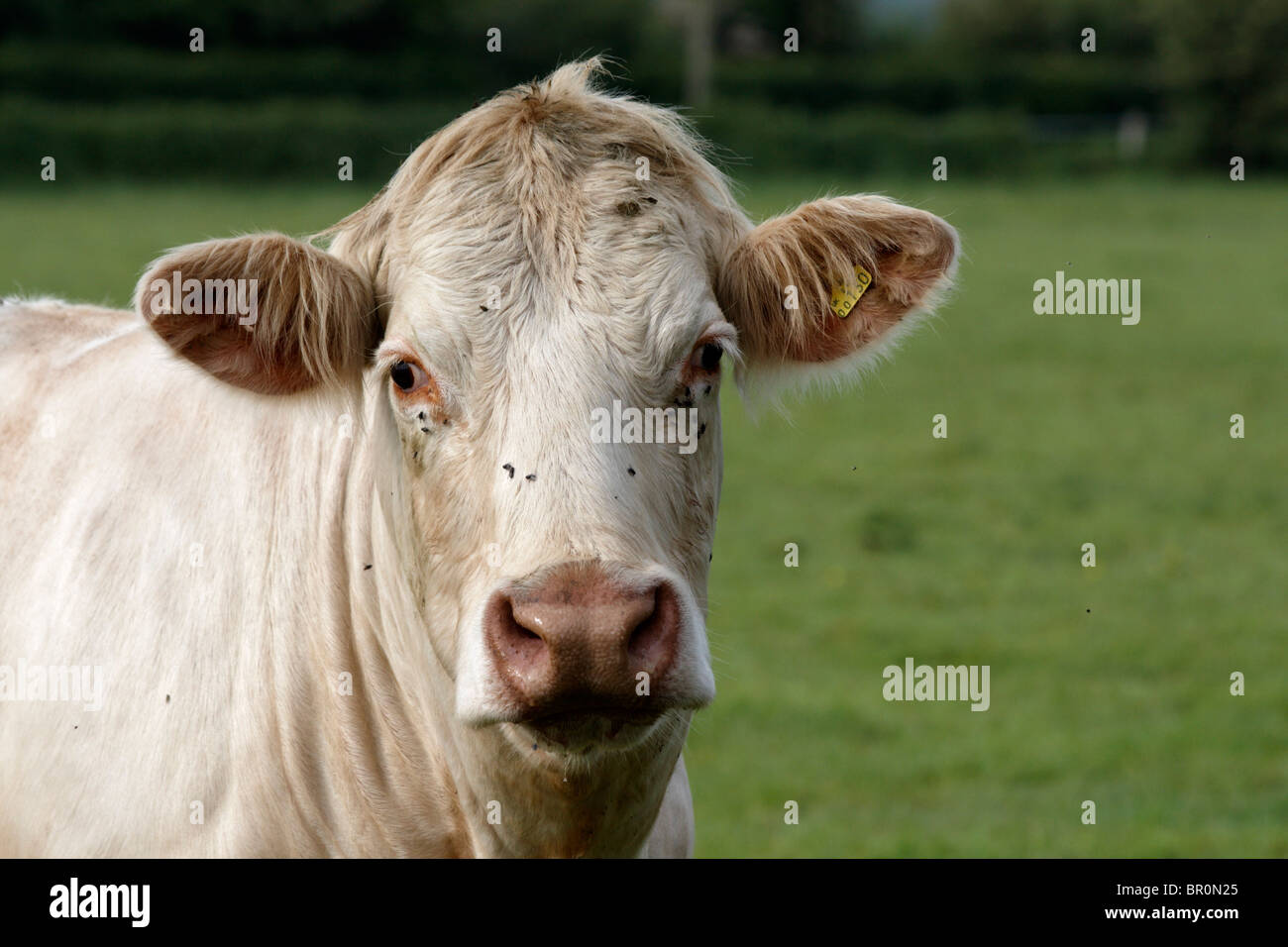 Suckler beef cattle grazing hi-res stock photography and images - Alamy
