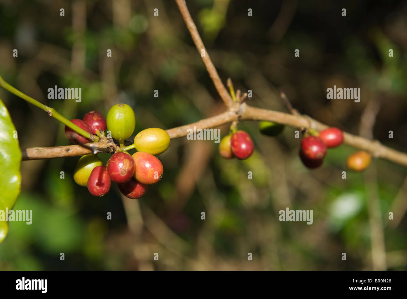 coffee tree, Moshi, Tanzania Stock Photo - Alamy