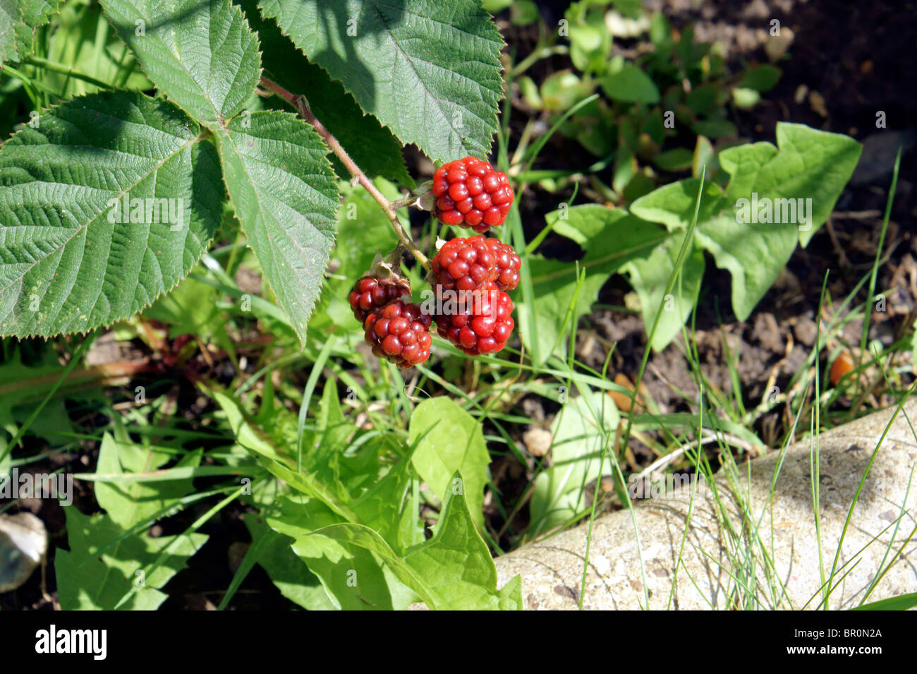 Old micaelmas day molds hi-res stock photography and images - Alamy