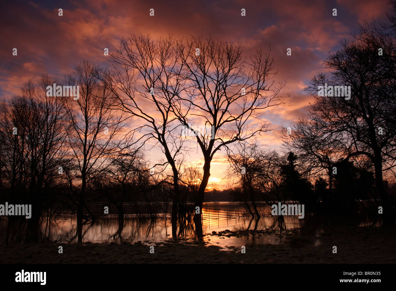 Ash trees hi-res stock photography and images - Alamy