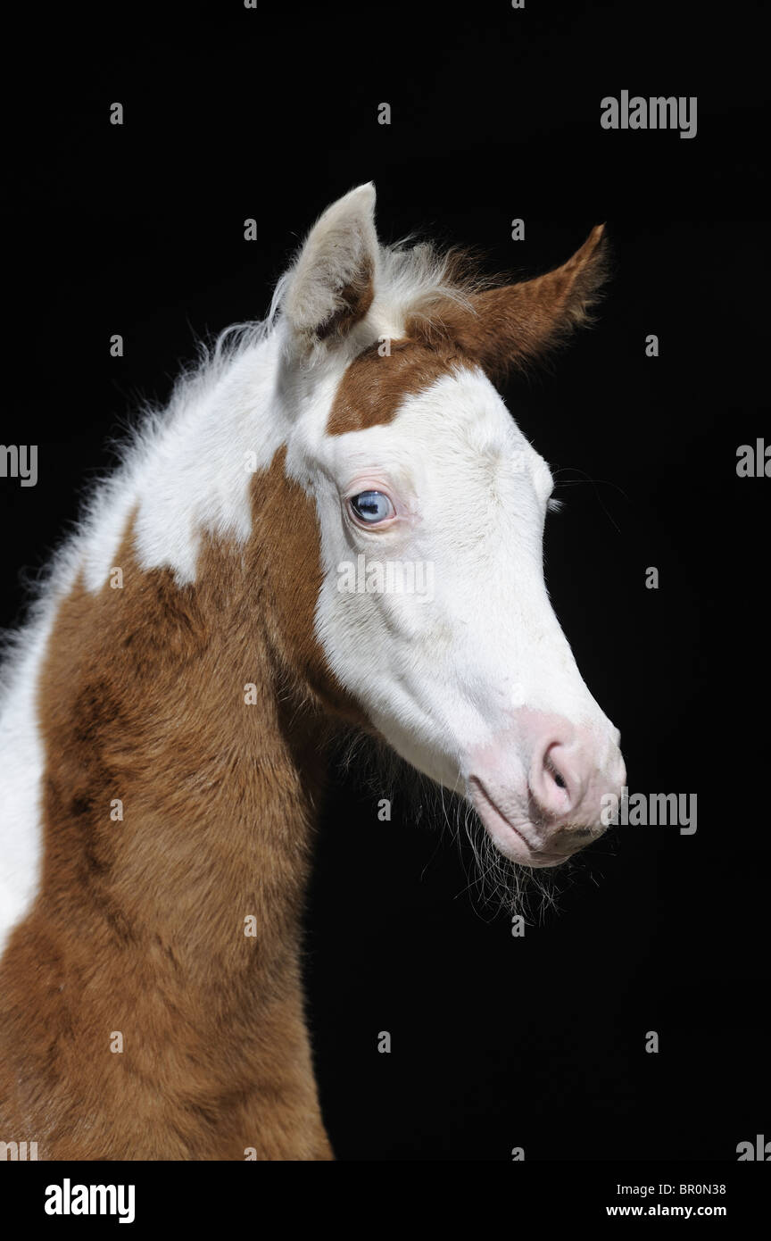 Pinto arabian horse hi-res stock photography and images - Alamy