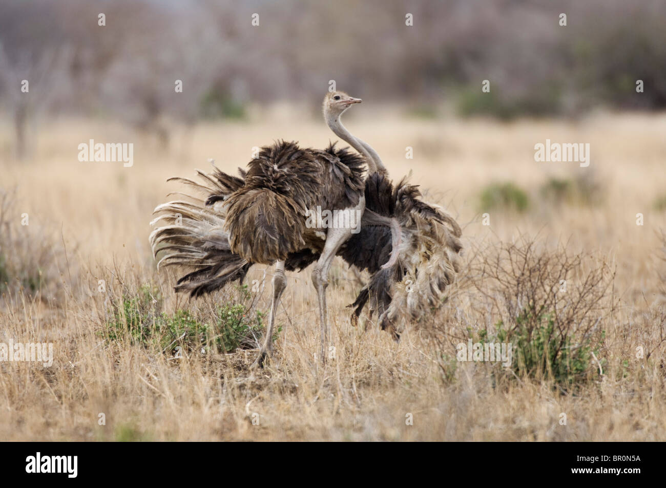 Female Common Ostrich (Struthio camelus) distracting a predator from ...