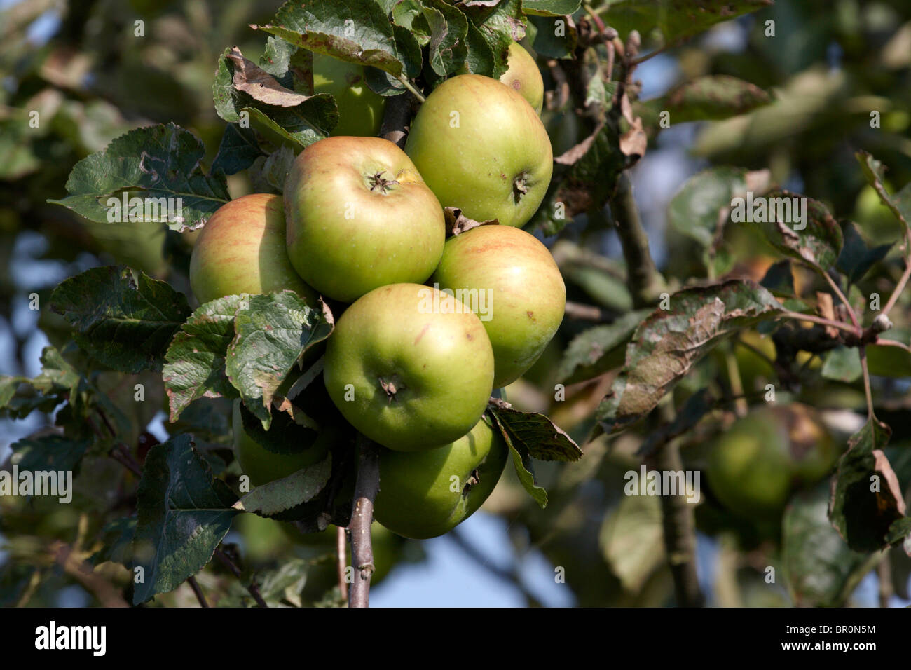 Bramley Apples on Tree Stock Photo - Alamy