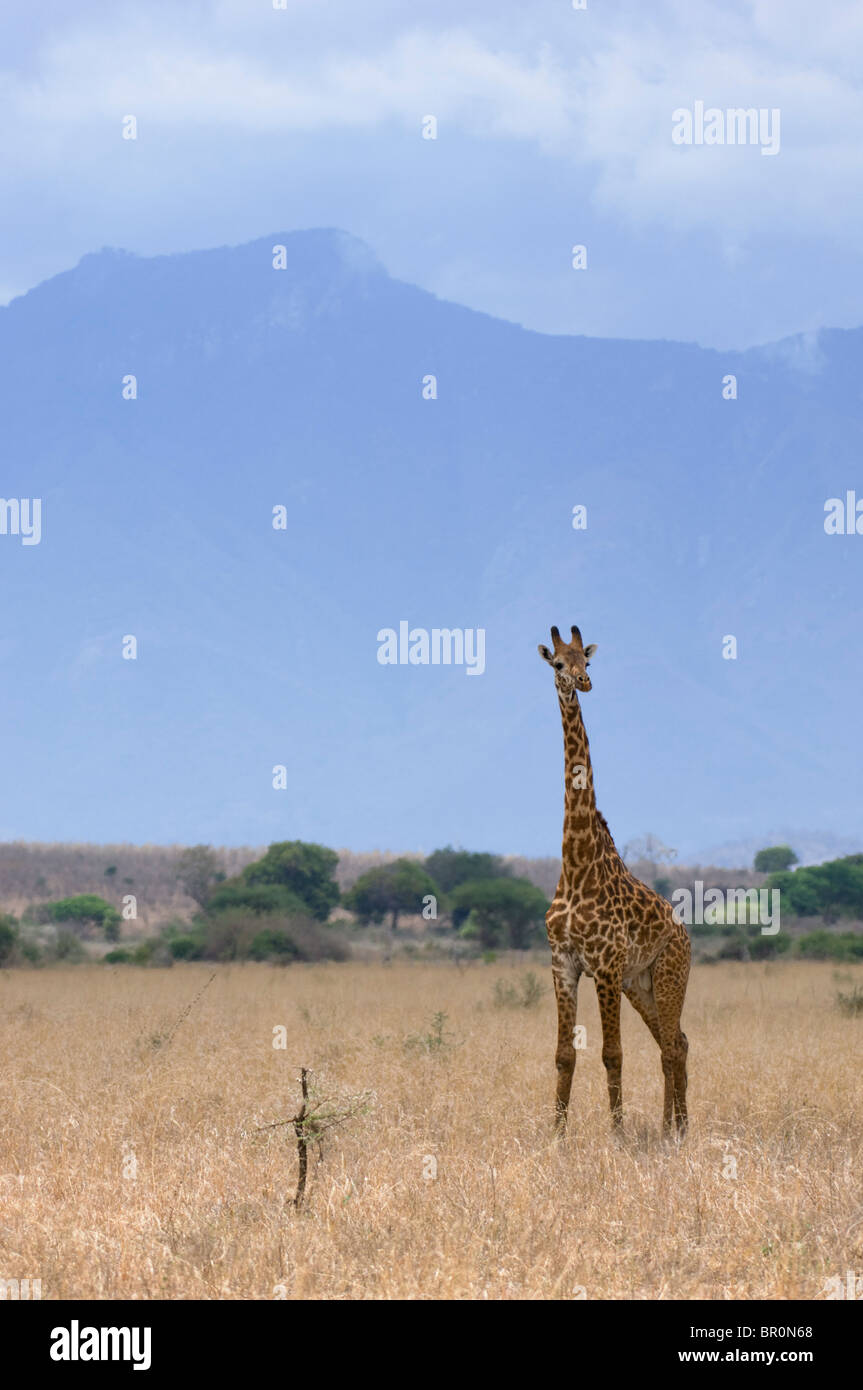 Maasai giraffe (Giraffa camelopardalis tippelskirchi) in front of Pare ...