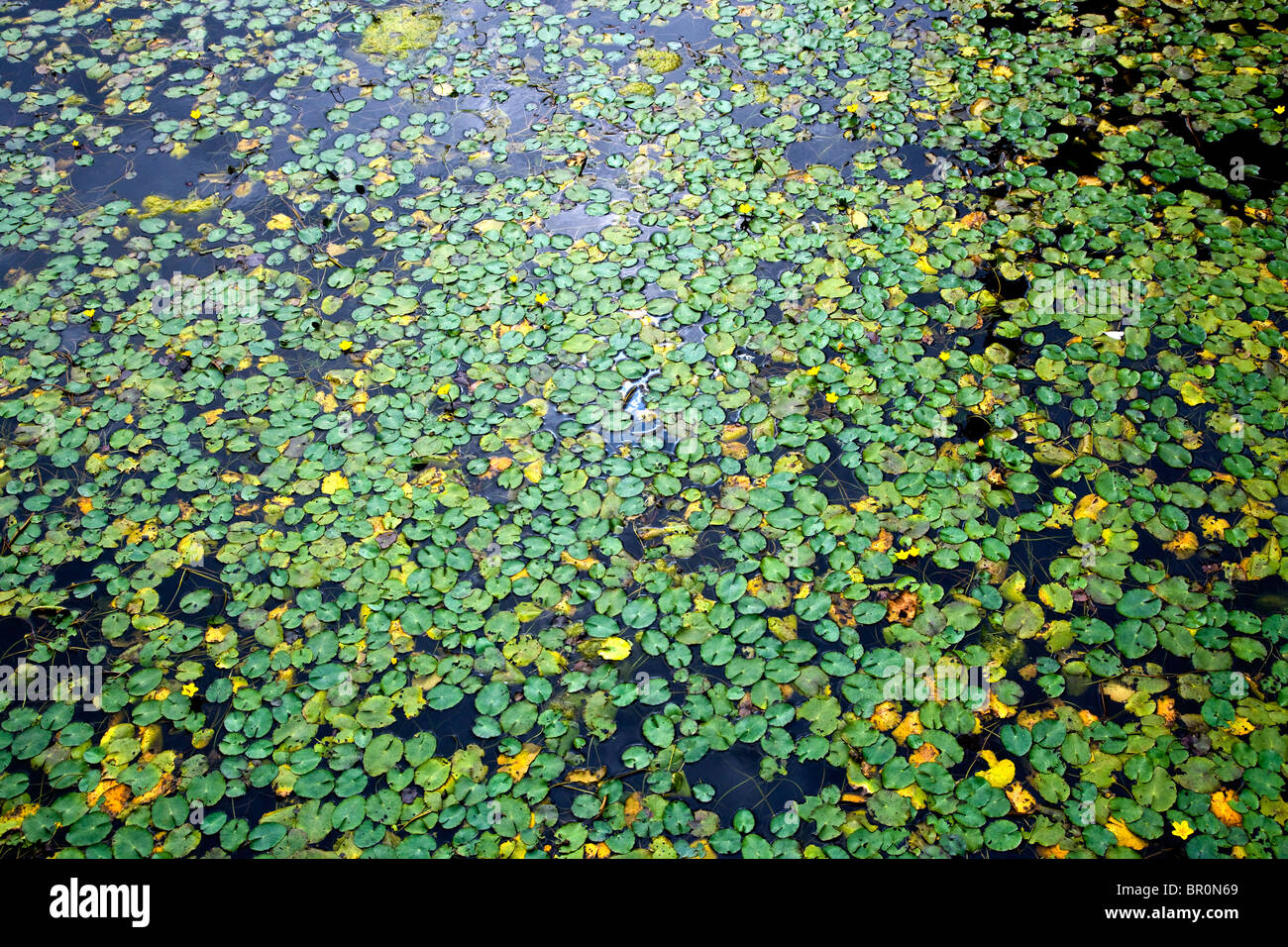 Sun Reflecting on a Lily Pond Stock Photo - Alamy
