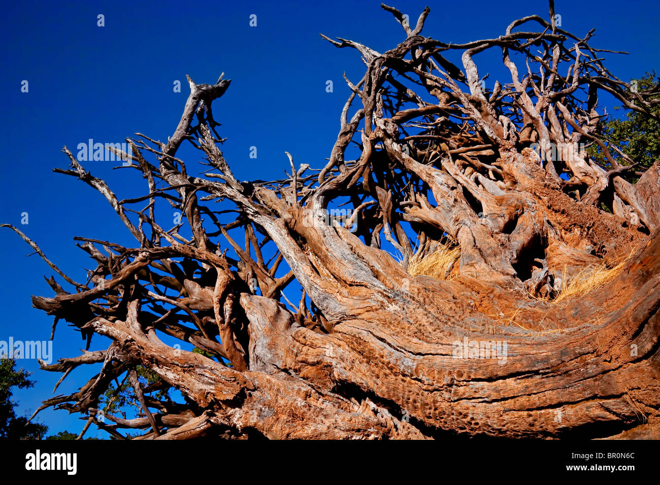Roots horizontal root system hi-res stock photography and images - Alamy