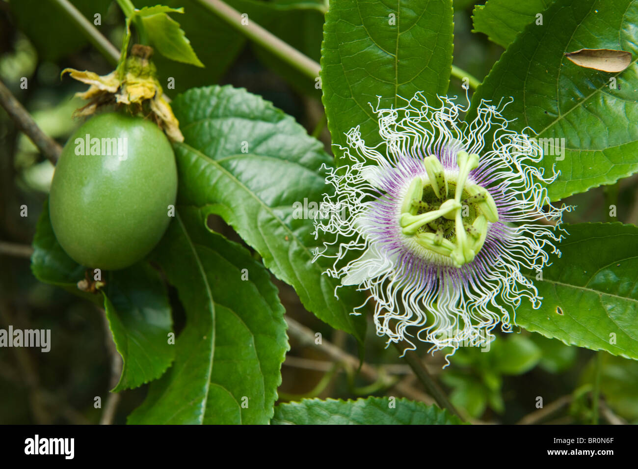 passion fruit, Moshi, Tanzania Stock Photo - Alamy