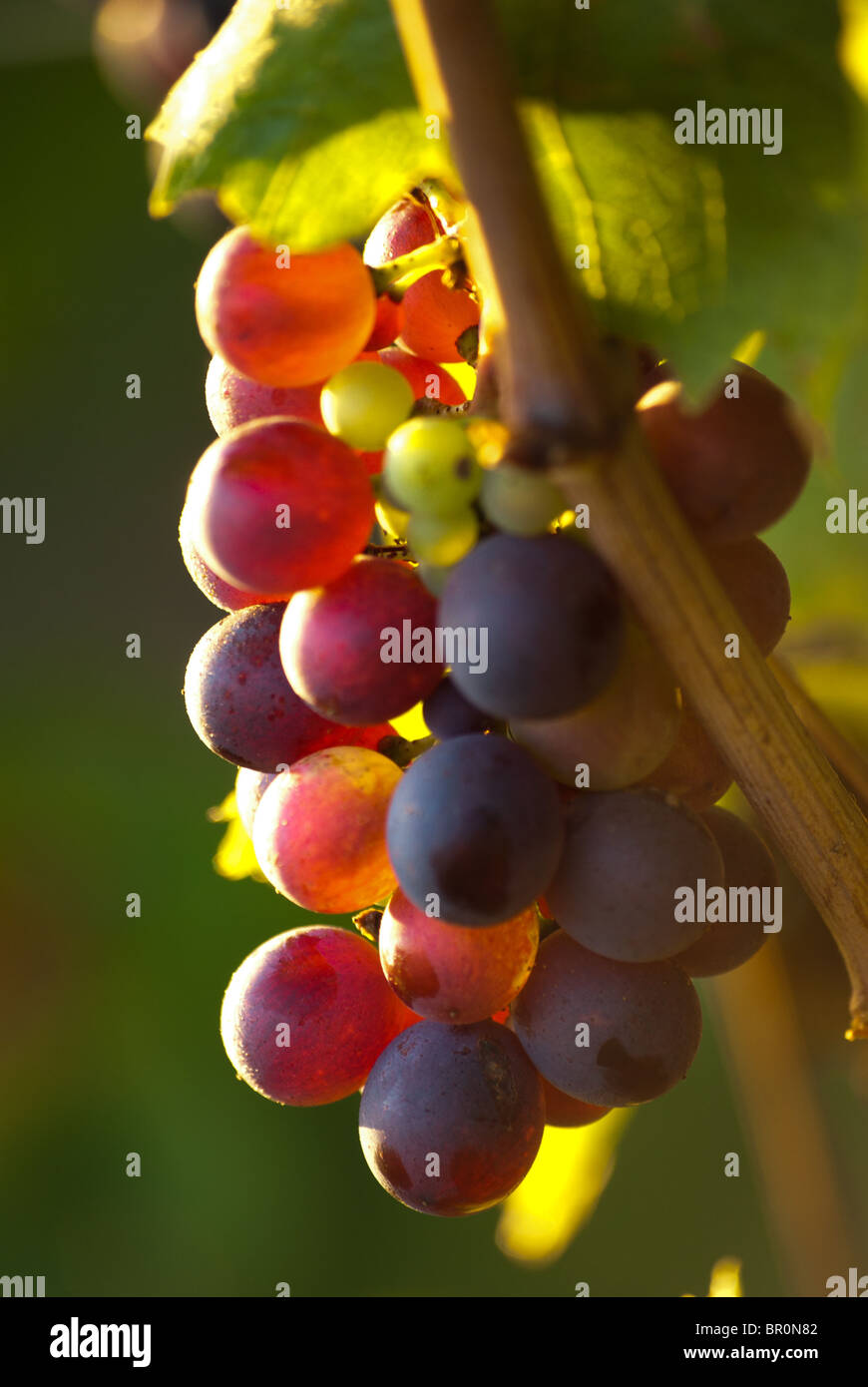 Grapes in the sun Stock Photo - Alamy