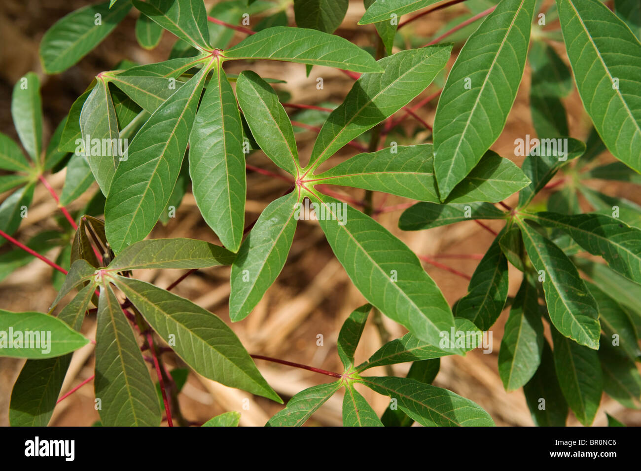 Cassava farm hi-res stock photography and images - Alamy
