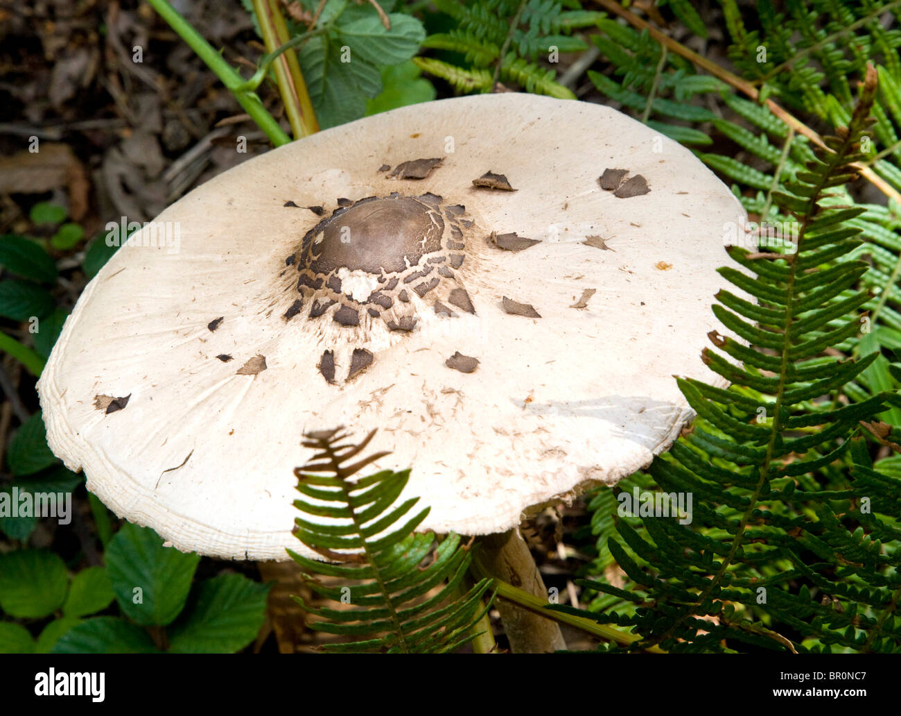 Fungi Growing in Woodland Stock Photo - Alamy
