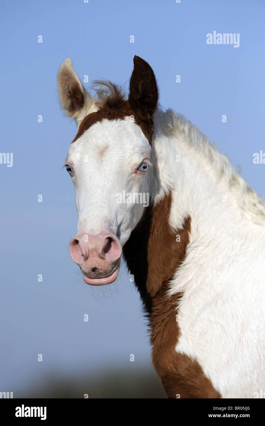 Pinto arabian horse hi-res stock photography and images - Alamy