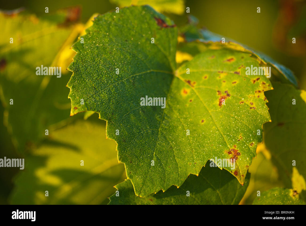 leaf of vineyard Stock Photo - Alamy