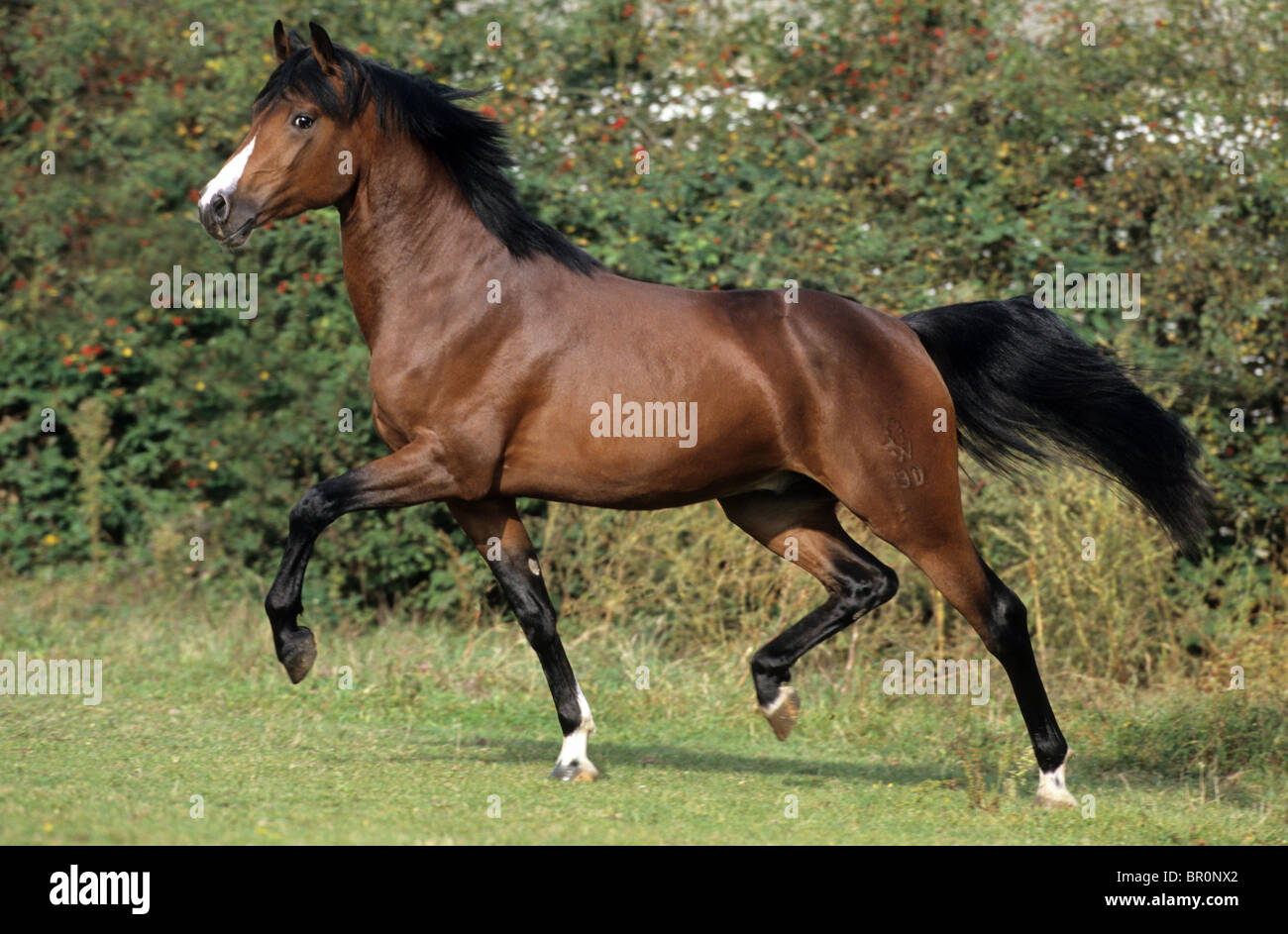 German bay stallion hi-res stock photography and images - Alamy