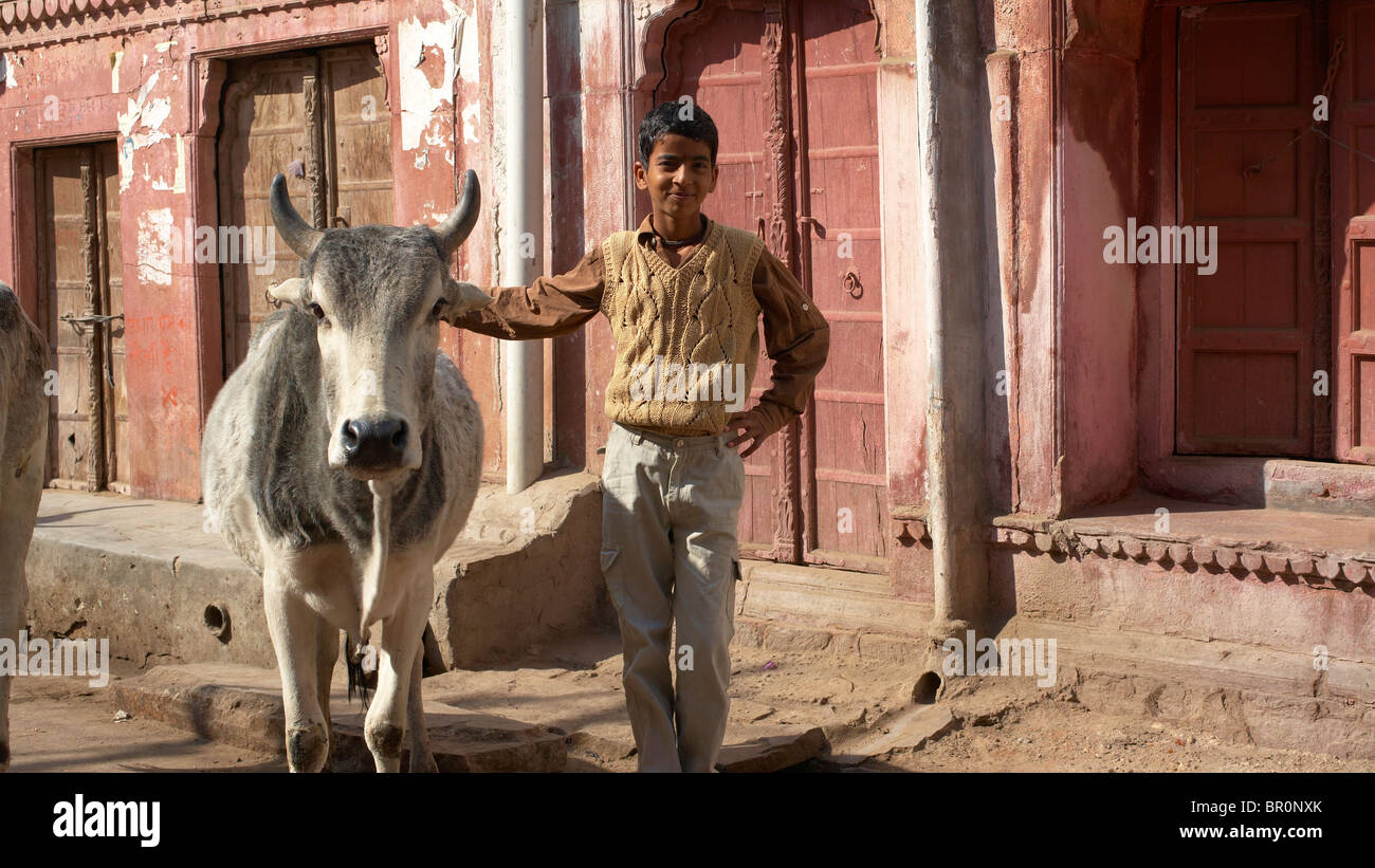 Boy with cow in the sreets of Bikaner Stock Photo - Alamy