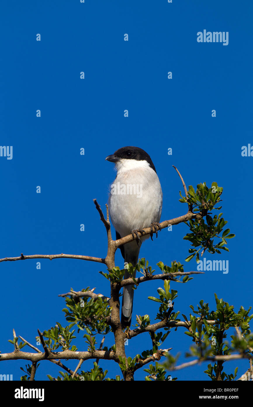 Common wildlife hi-res stock photography and images - Alamy