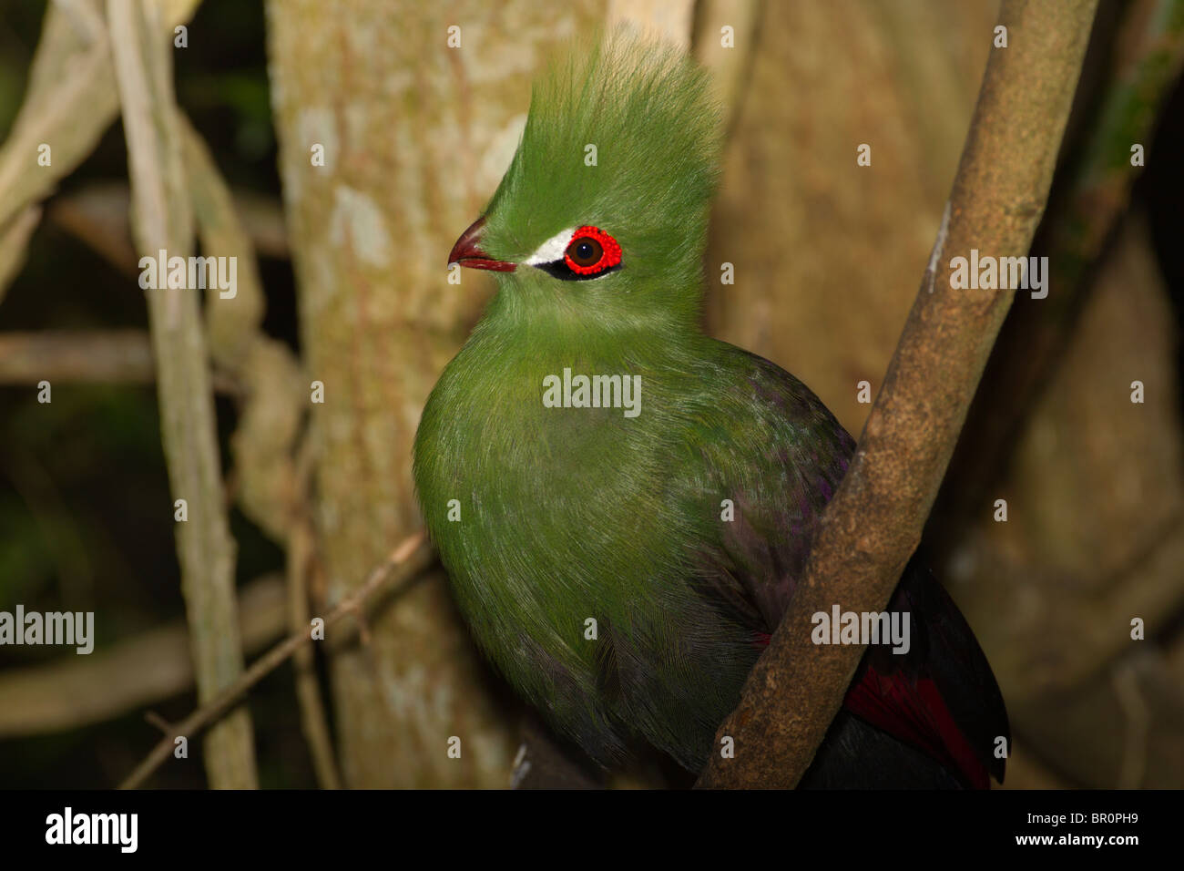 Knysna Turaco or Lourie in Woods Stock Photo - Alamy