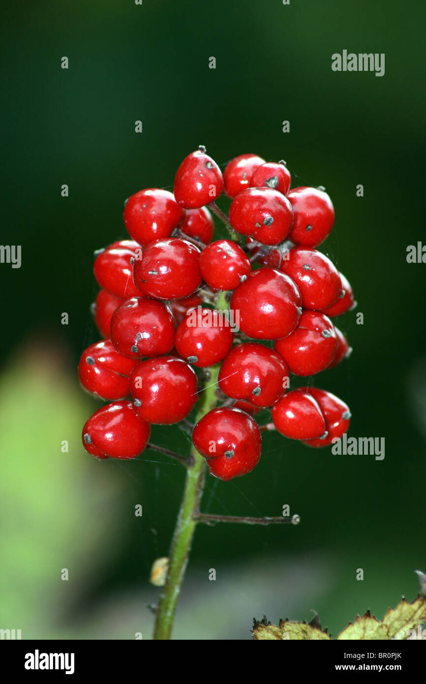 A cluster of red berries Stock Photo - Alamy
