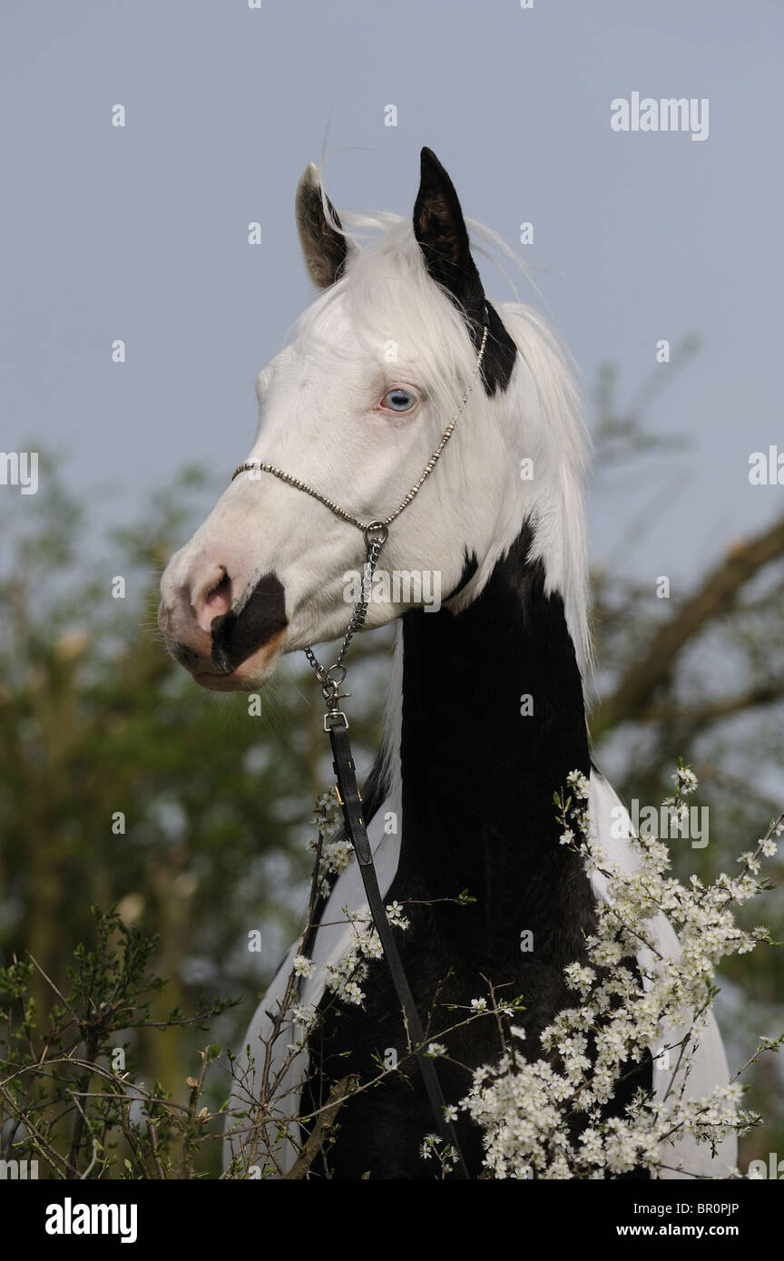 Arabian Pinto Horse (Equus ferus caballus), portrait of a stallion ...