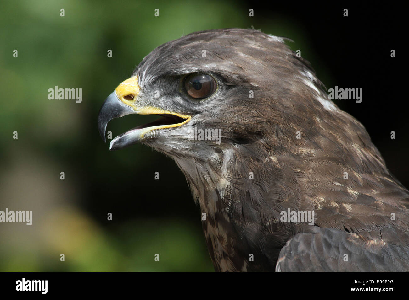 Close image of head of captive Buzzard Stock Photo - Alamy