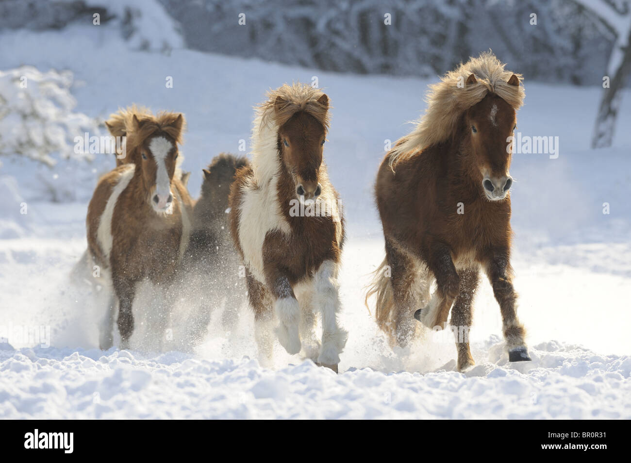 Horses running to towards camera hi-res stock photography and images ...