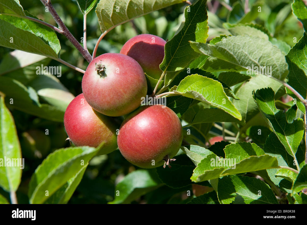 Fruit red apples england uk hi-res stock photography and images - Alamy