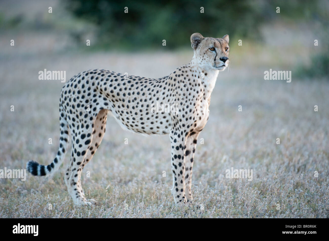Cheetah (Acinonyx jubatus), Mashatu Game Reserve, tuli block, Botswana ...