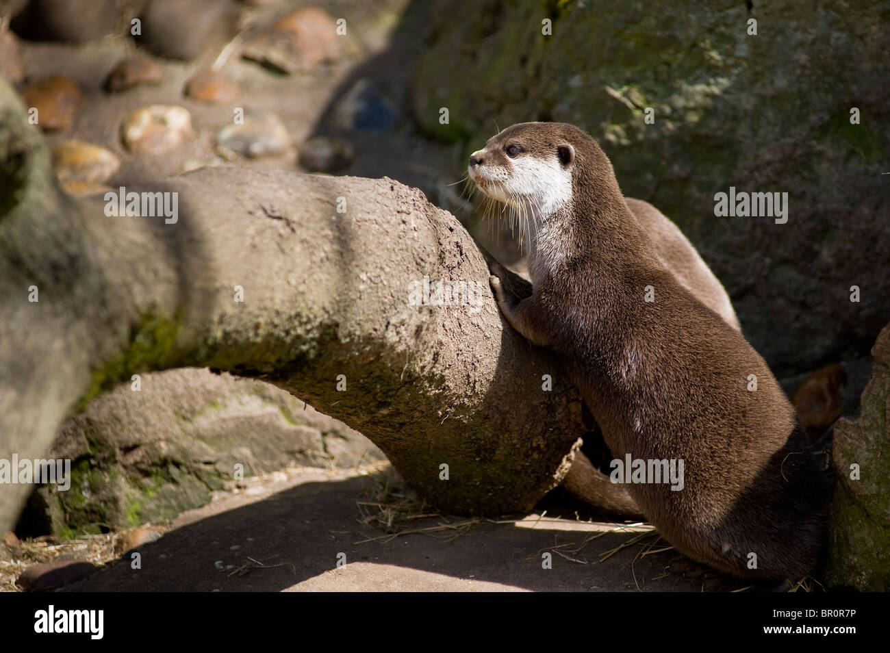 Otters body hi-res stock photography and images - Alamy
