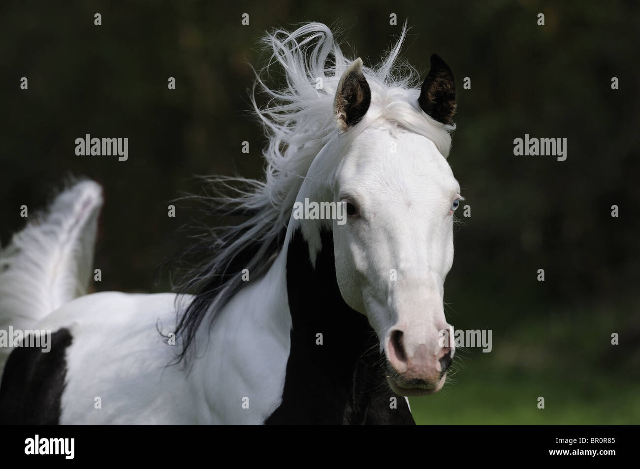 Arabian Pinto Horse (Equus ferus caballus), portrait of a stallion at a ...
