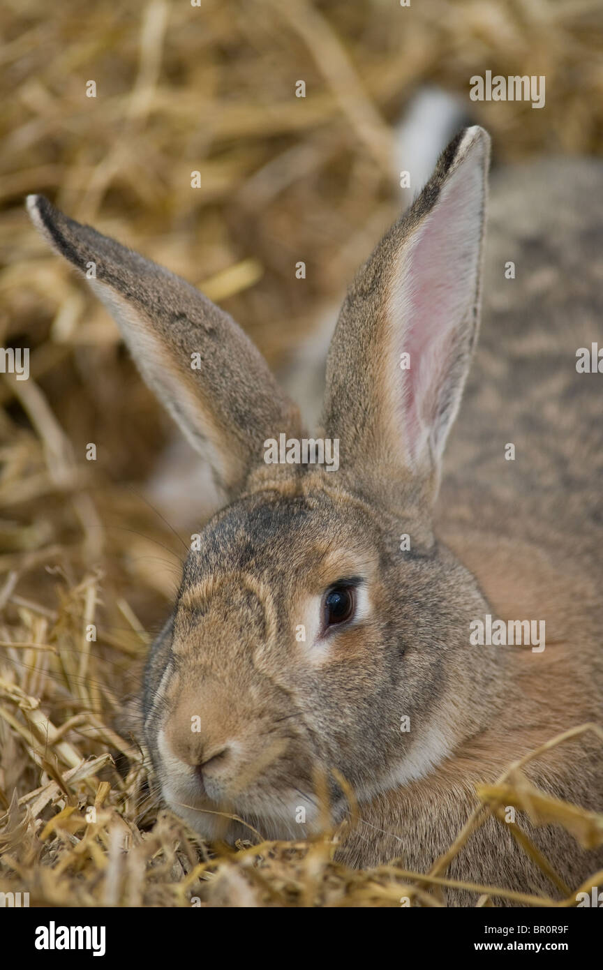 Close up shot of a domestic rabbit Stock Photo - Alamy