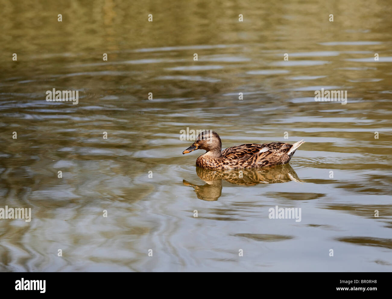 An adult non-breeding female mallard (Anas platyrhynchos Stock Photo ...