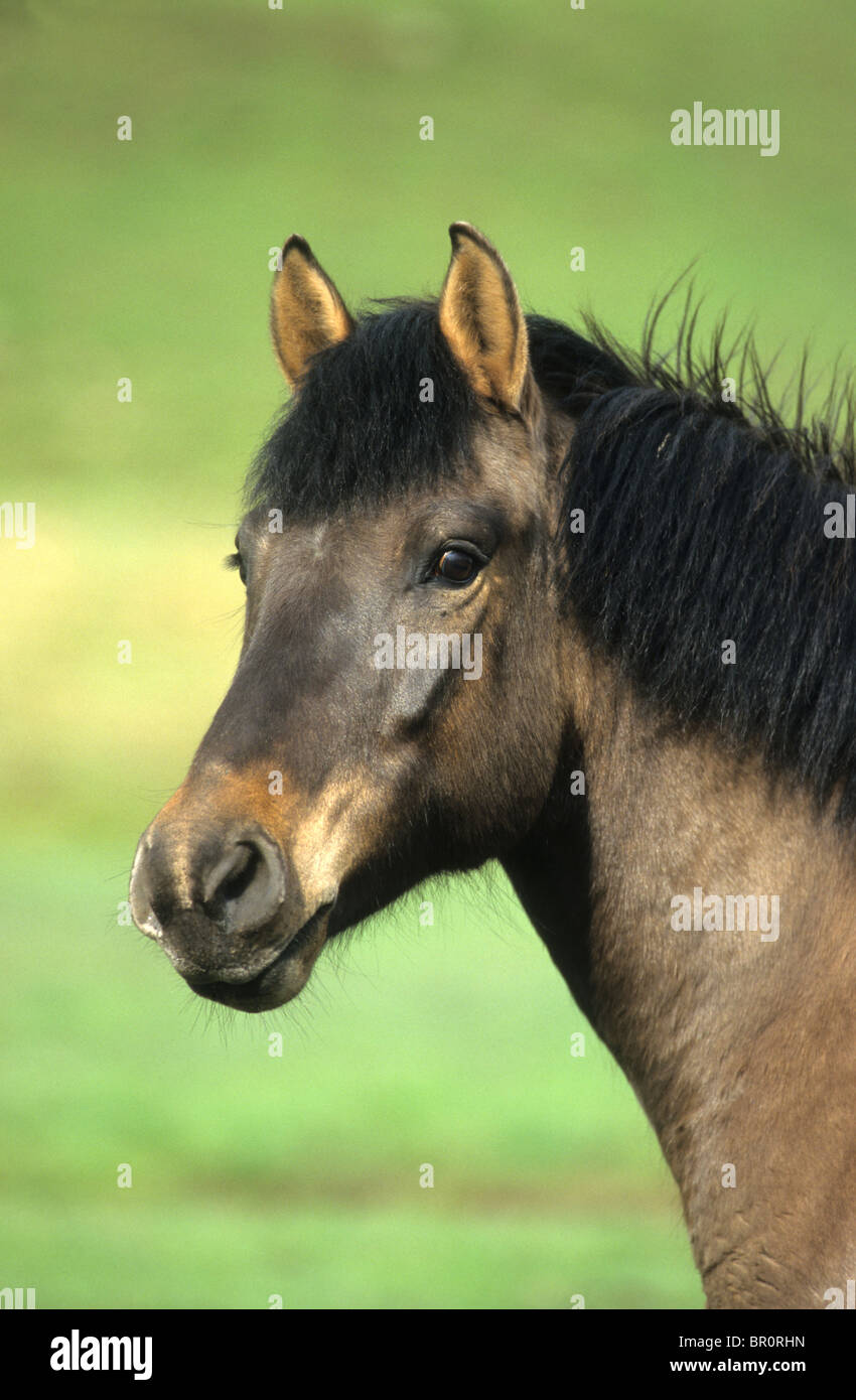 Hucul Pony (Equus ferus caballus). Portrait of a gelding Stock Photo ...
