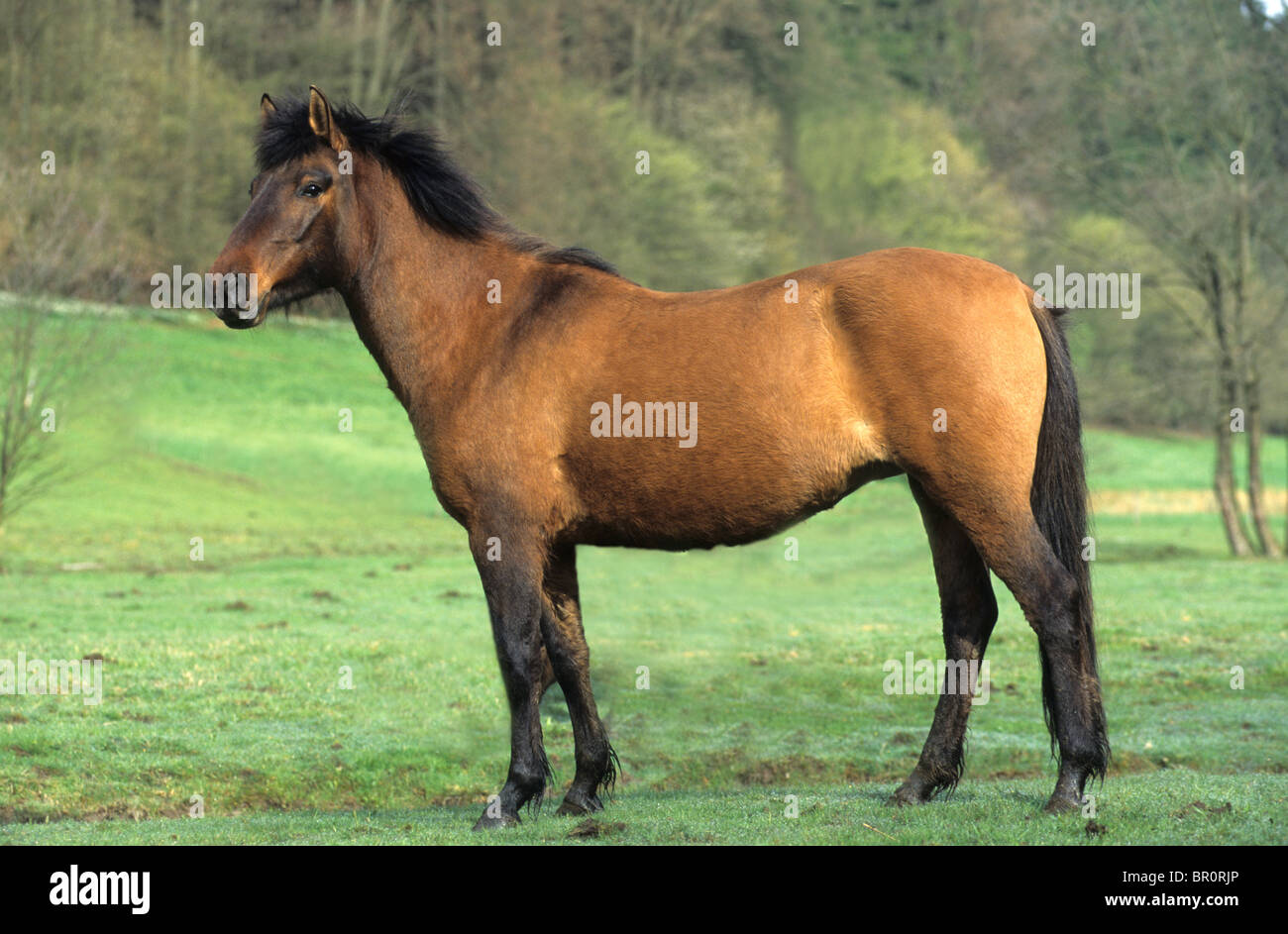 Hucul horse hi-res stock photography and images - Alamy